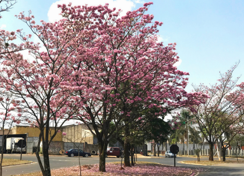 Ipê rosa - Pontes Indústria de Cera